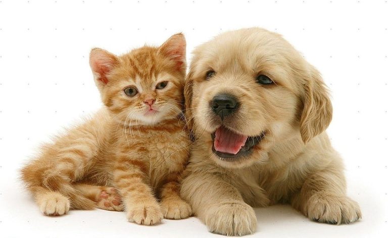 Mengirim Hewan Peliharaan Saat Berpindah Rumah: Tips untuk Transisi ...